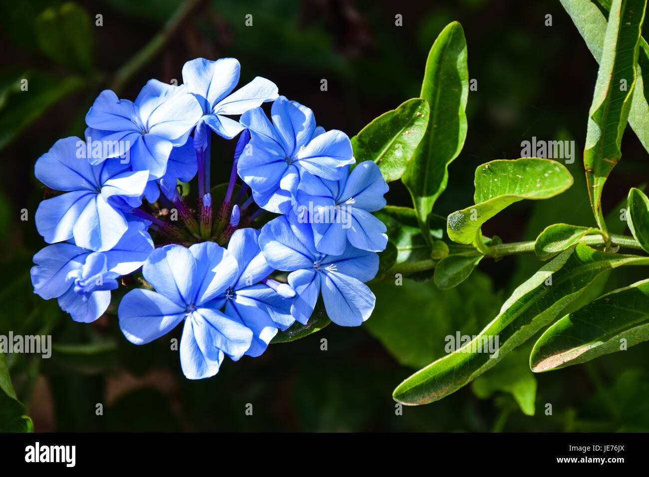 Blue circular petal flower Stock Photo - Alamy