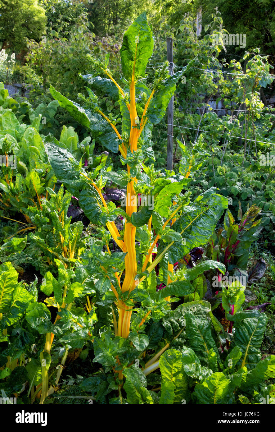 Organic rainbow chard or swiss chard ( Beta vulgaris ) with yellow leaf ...