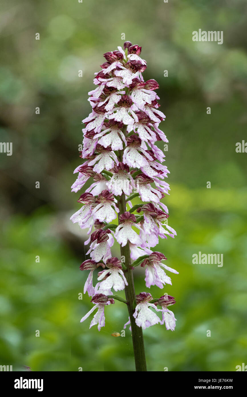 Large flower spike of the lady orchid Orchis purpurea with florets ...