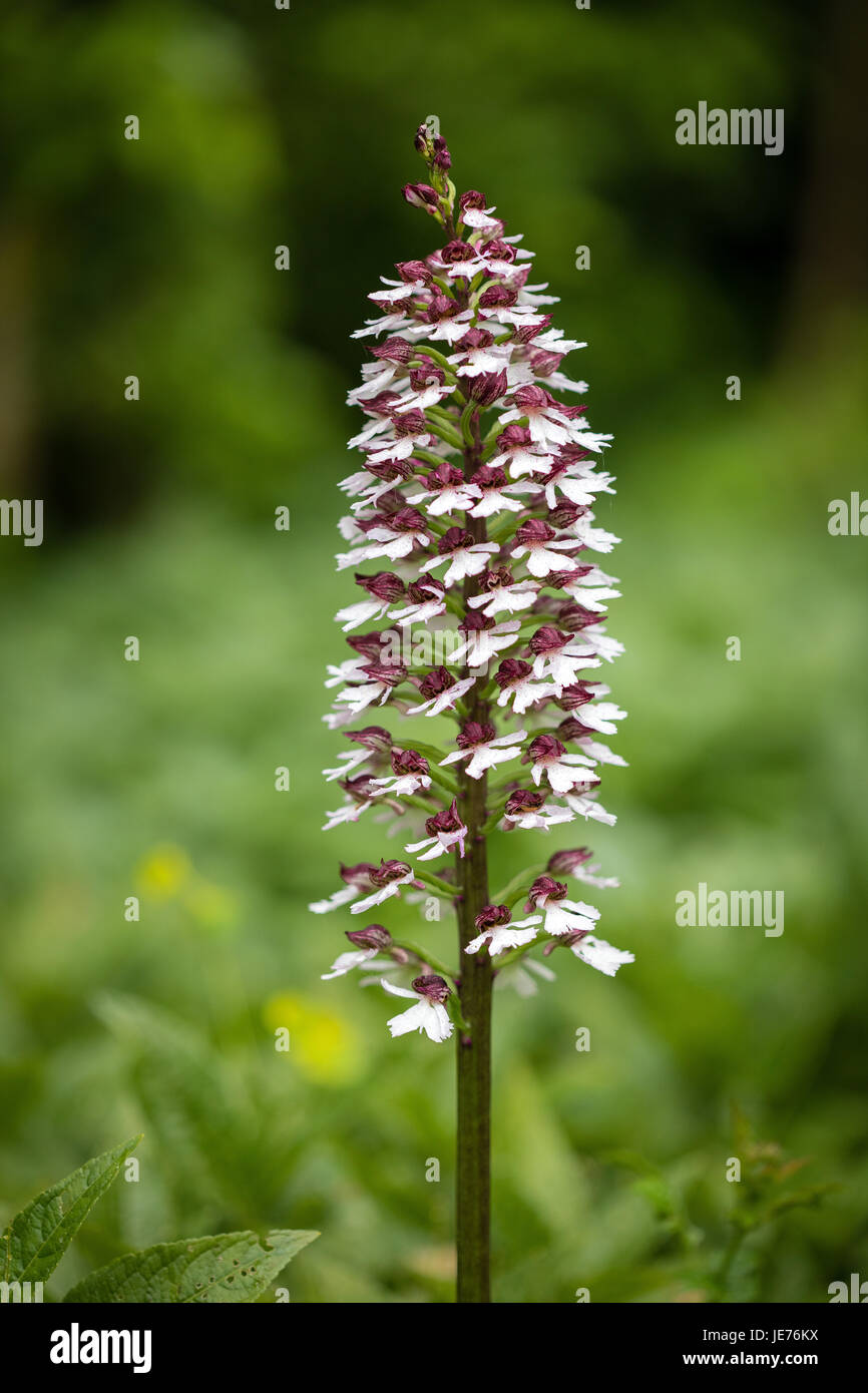 Orchid spike flower hi-res stock photography and images - Alamy