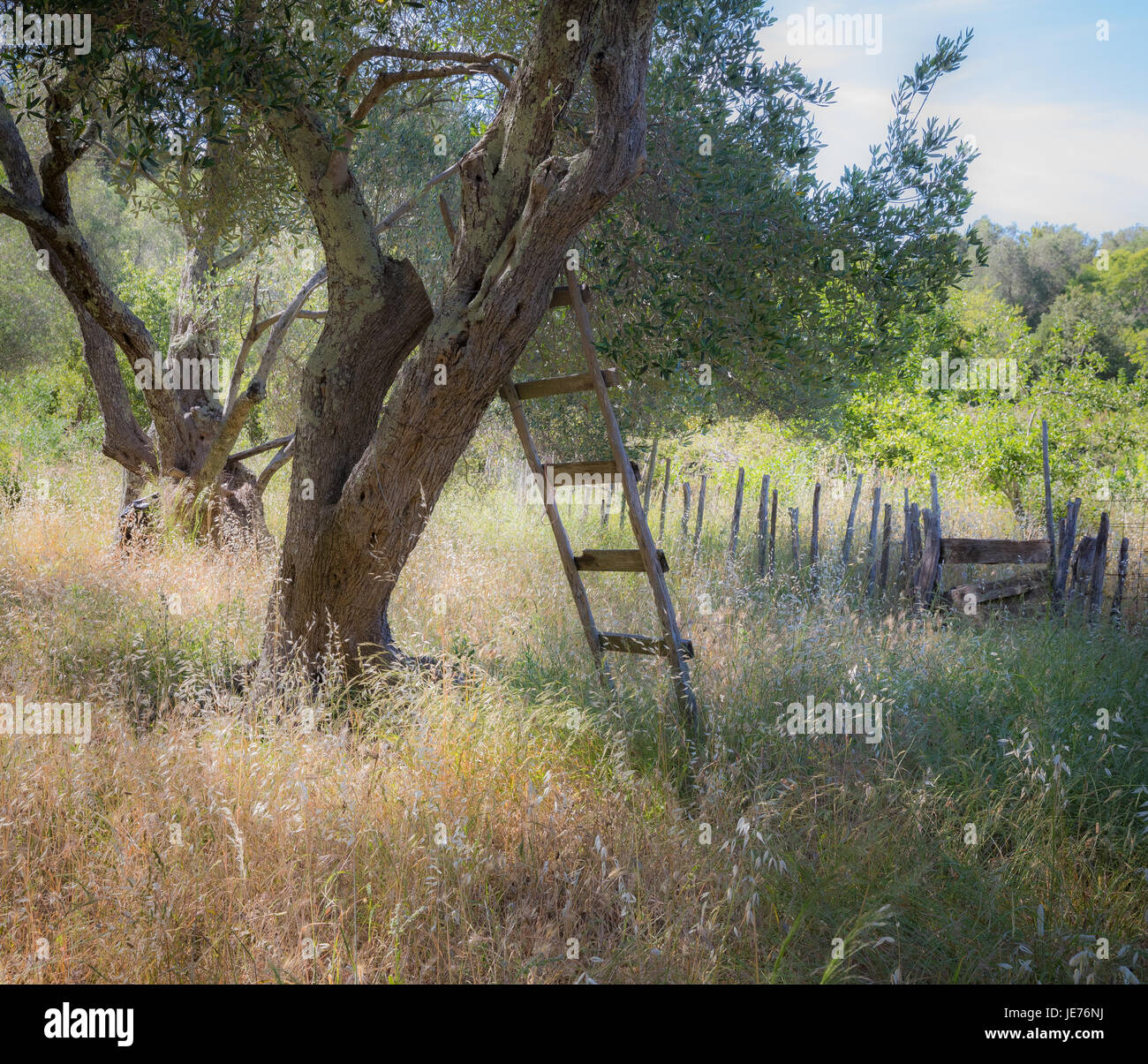 Olive tree croatia shade hi-res stock photography and images - Alamy
