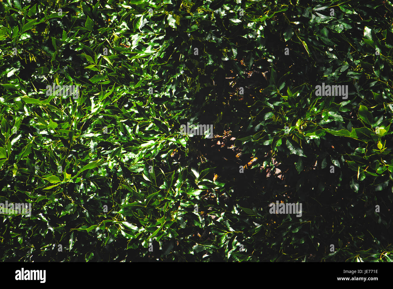 Dense foliage of bushes or trees in the park. Green bush background ...