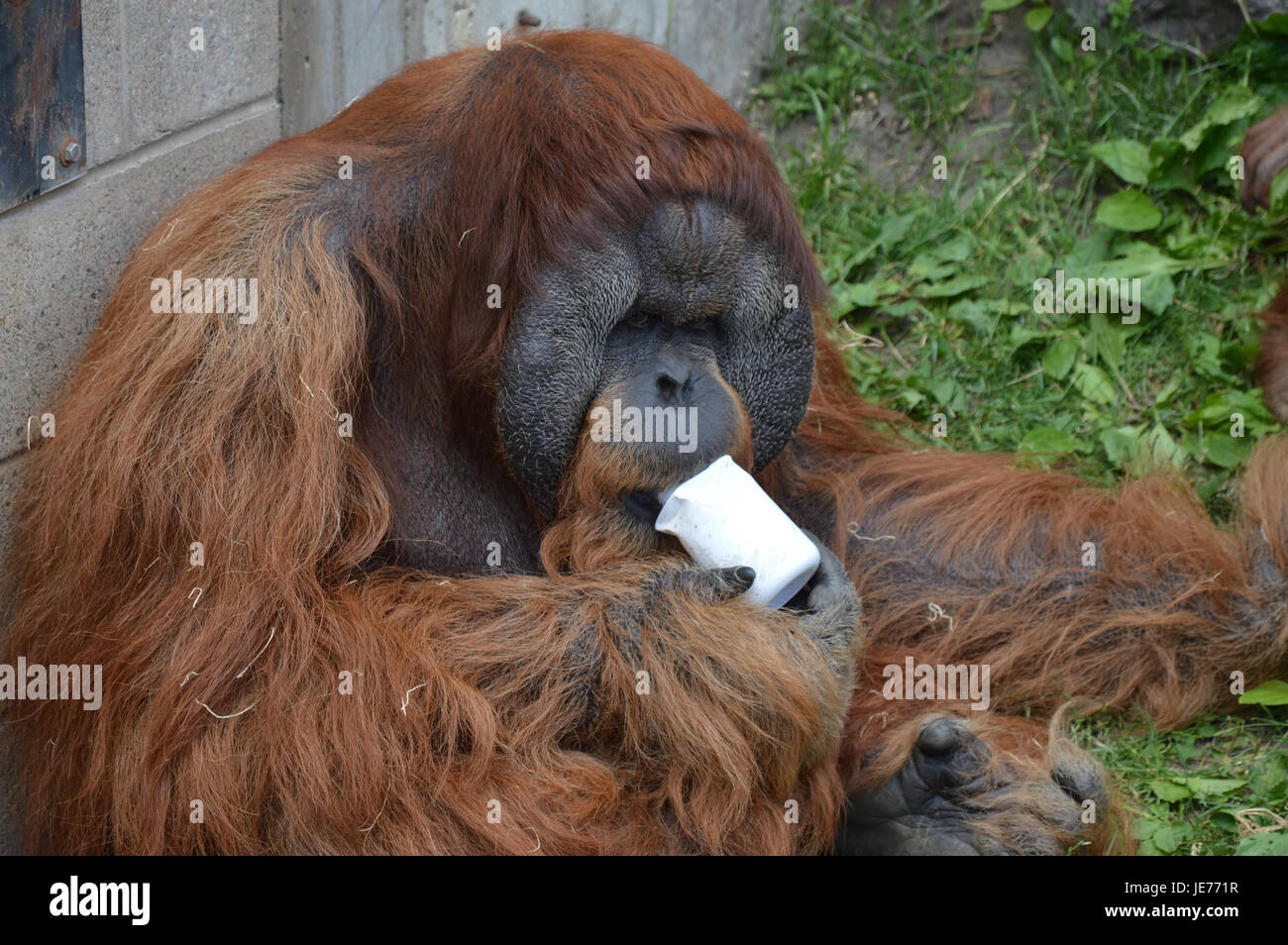 Orangutan Face Cheek Pads High Resolution Stock Photography and Images ...