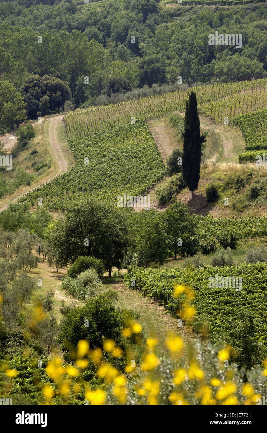 Italy, Tuscany, region Chianti, view at a vineyard Stock Photo - Alamy