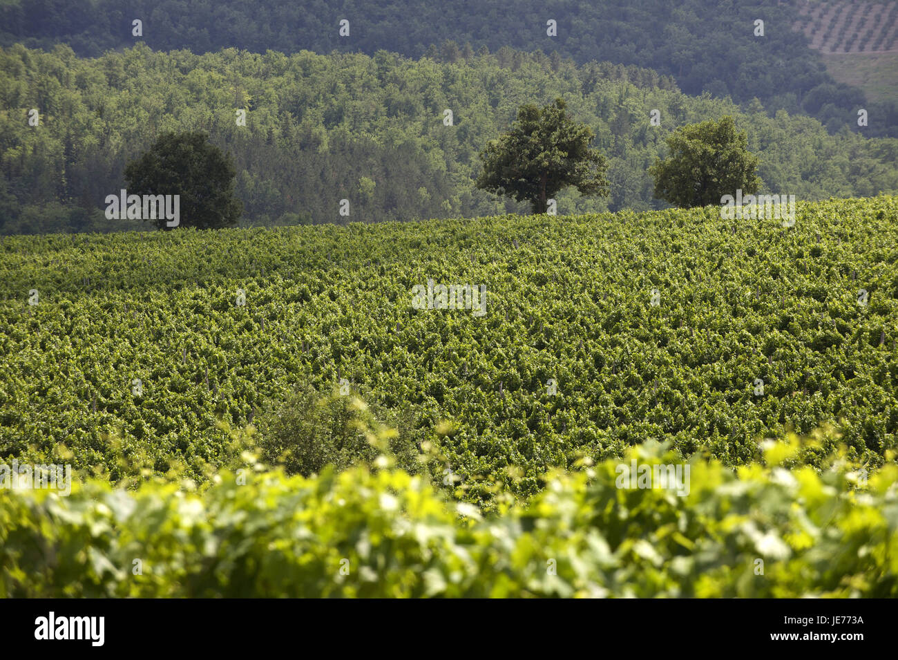 Wine region scenery hi-res stock photography and images - Alamy