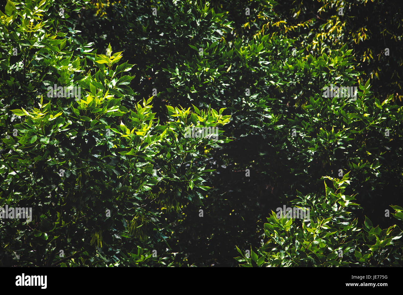 Dense foliage of bushes or trees in the park. Green bush background ...