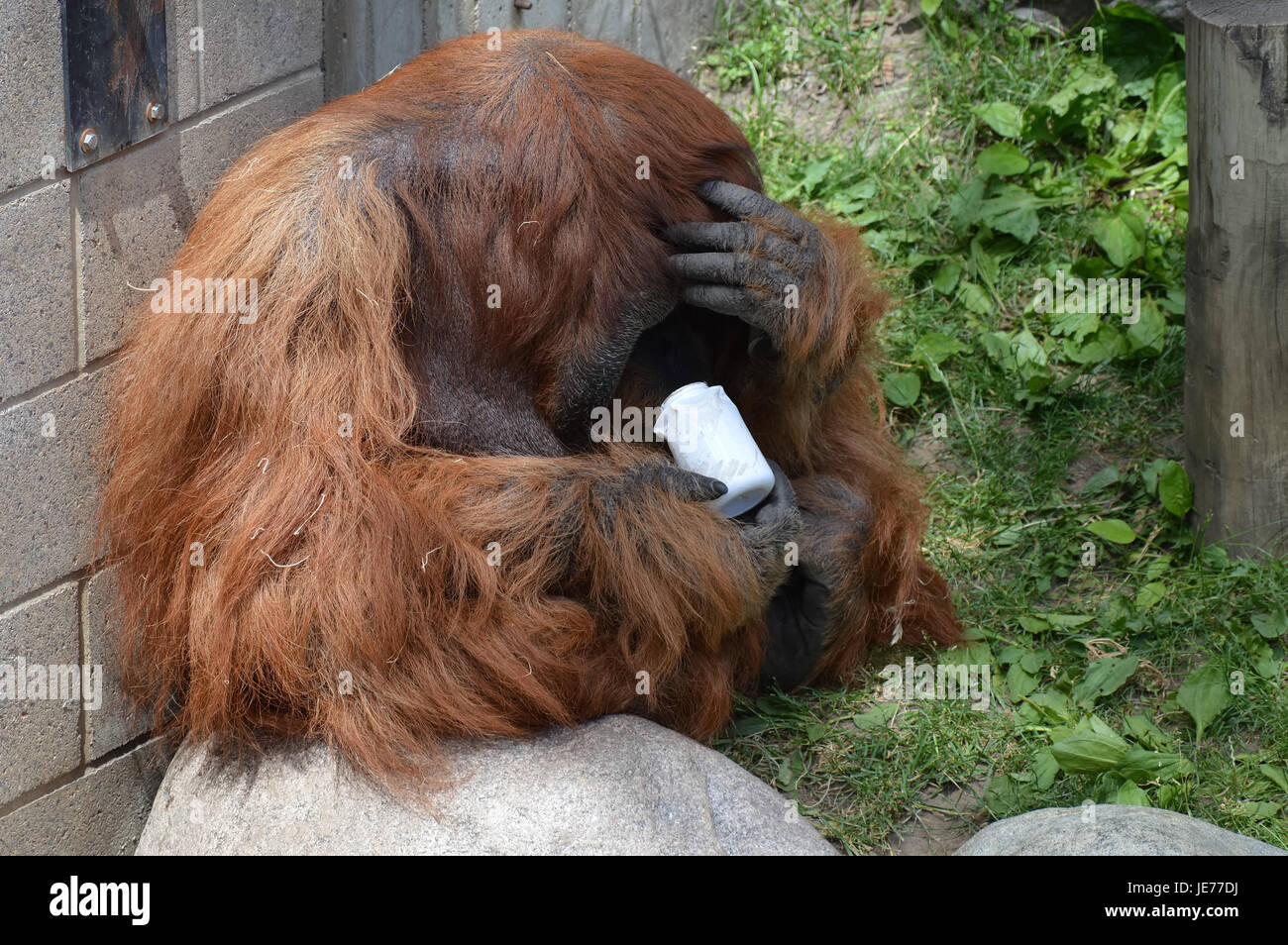 Orangutan face cheek pads hi-res stock photography and images - Alamy