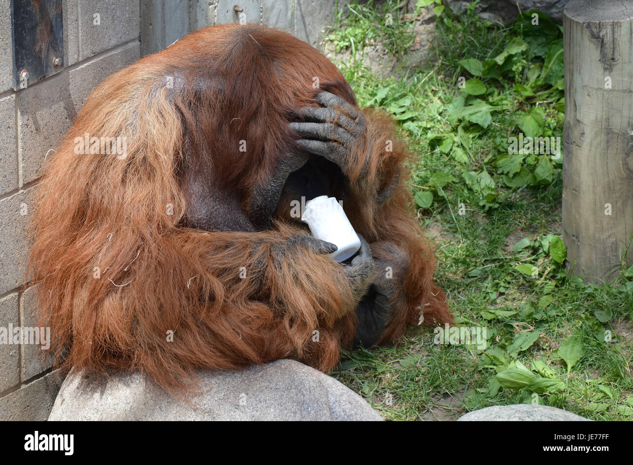 Orangutan face cheek pads hi-res stock photography and images - Alamy