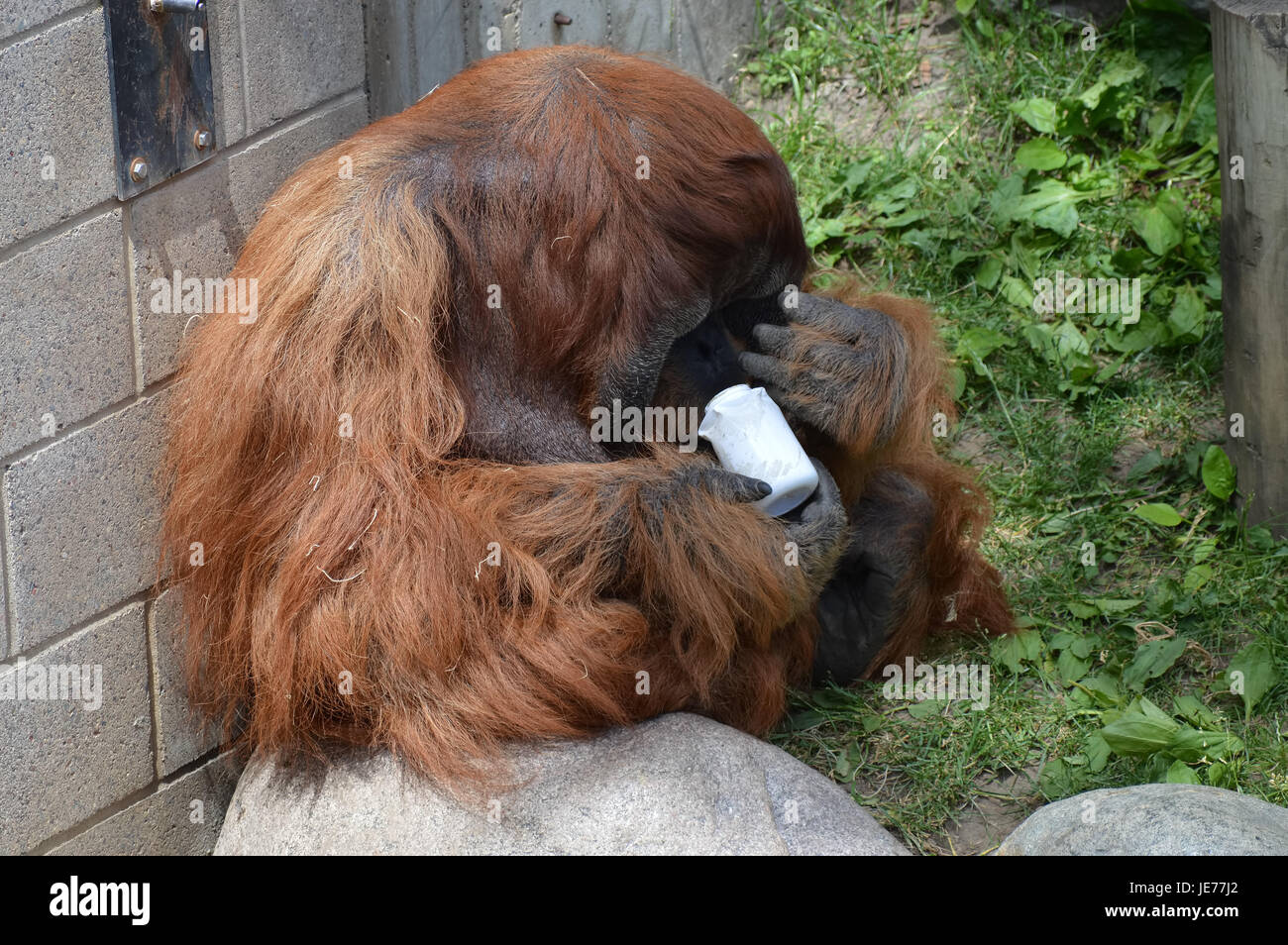 Orangutan face cheek pads hi-res stock photography and images - Alamy