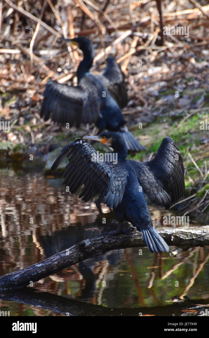 Nature reserve, cormorant, branch, pond Stock Photo - Alamy