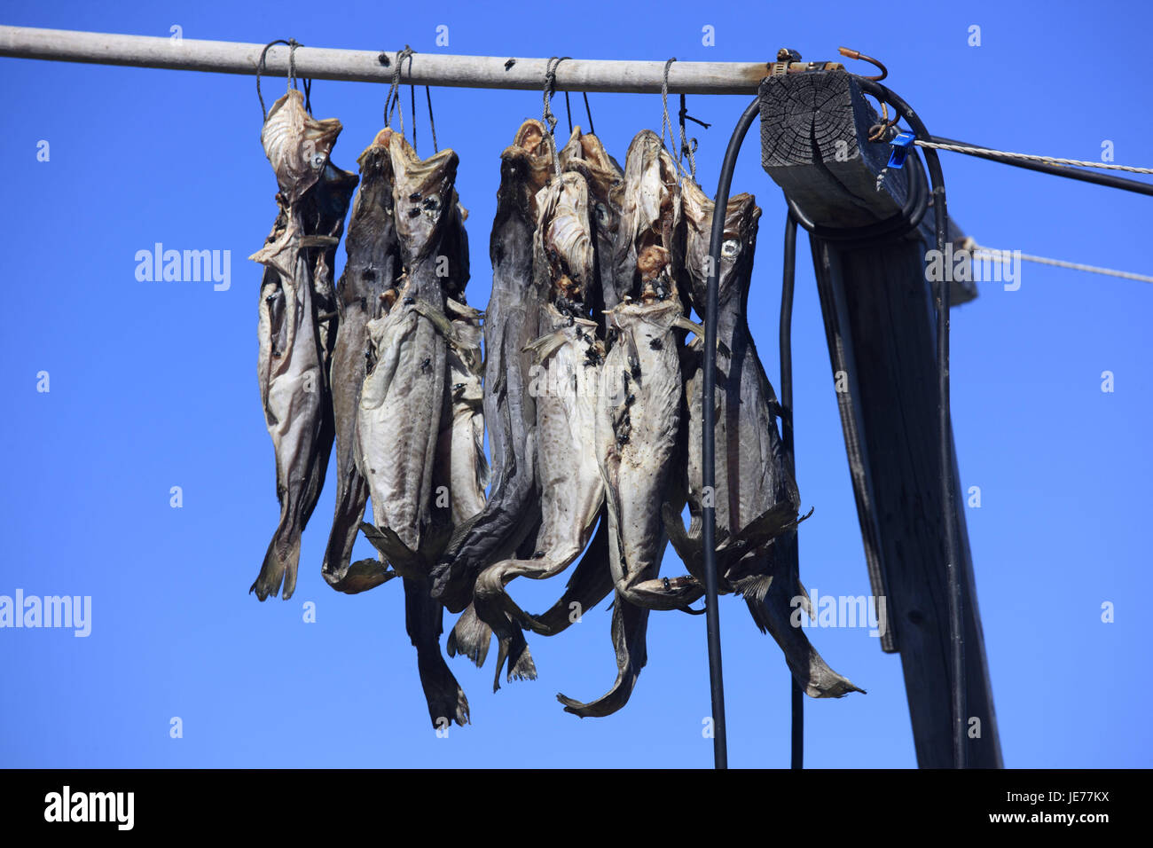 Greenland, Disco Bay, Ilulissat, stick, dry fish, hang, Western ...