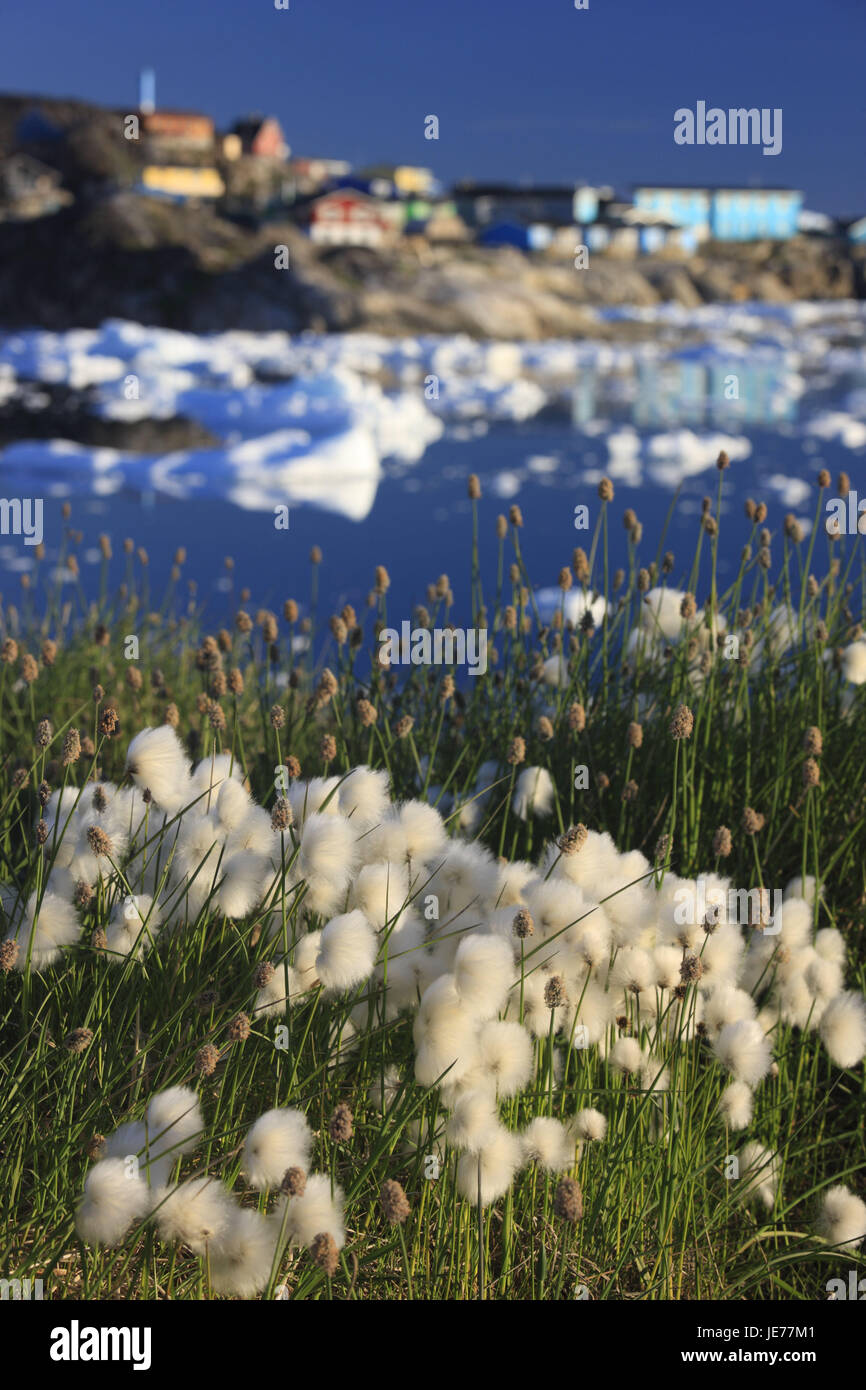 Arctic cotton grass hi-res stock photography and images - Alamy