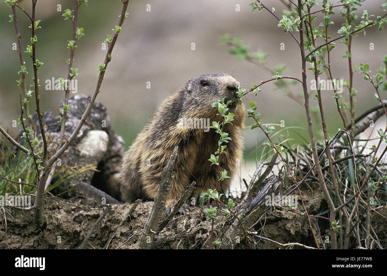 Groundhog, Marmota marmota, adult animal, eat, leaves Stock Photo - Alamy