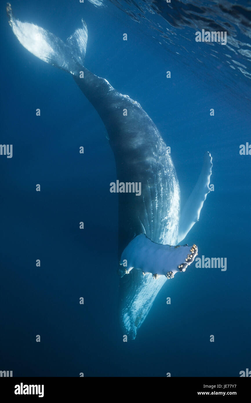 Dominican republic whales hi-res stock photography and images - Alamy