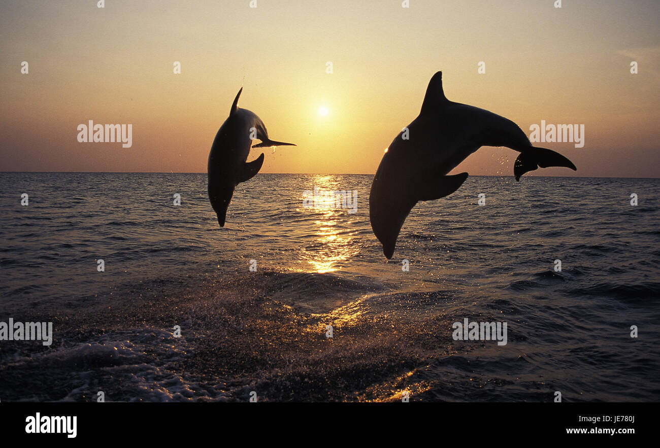 Big tumblers, Tursiops truncatus, adult animals, jump, sundown ...