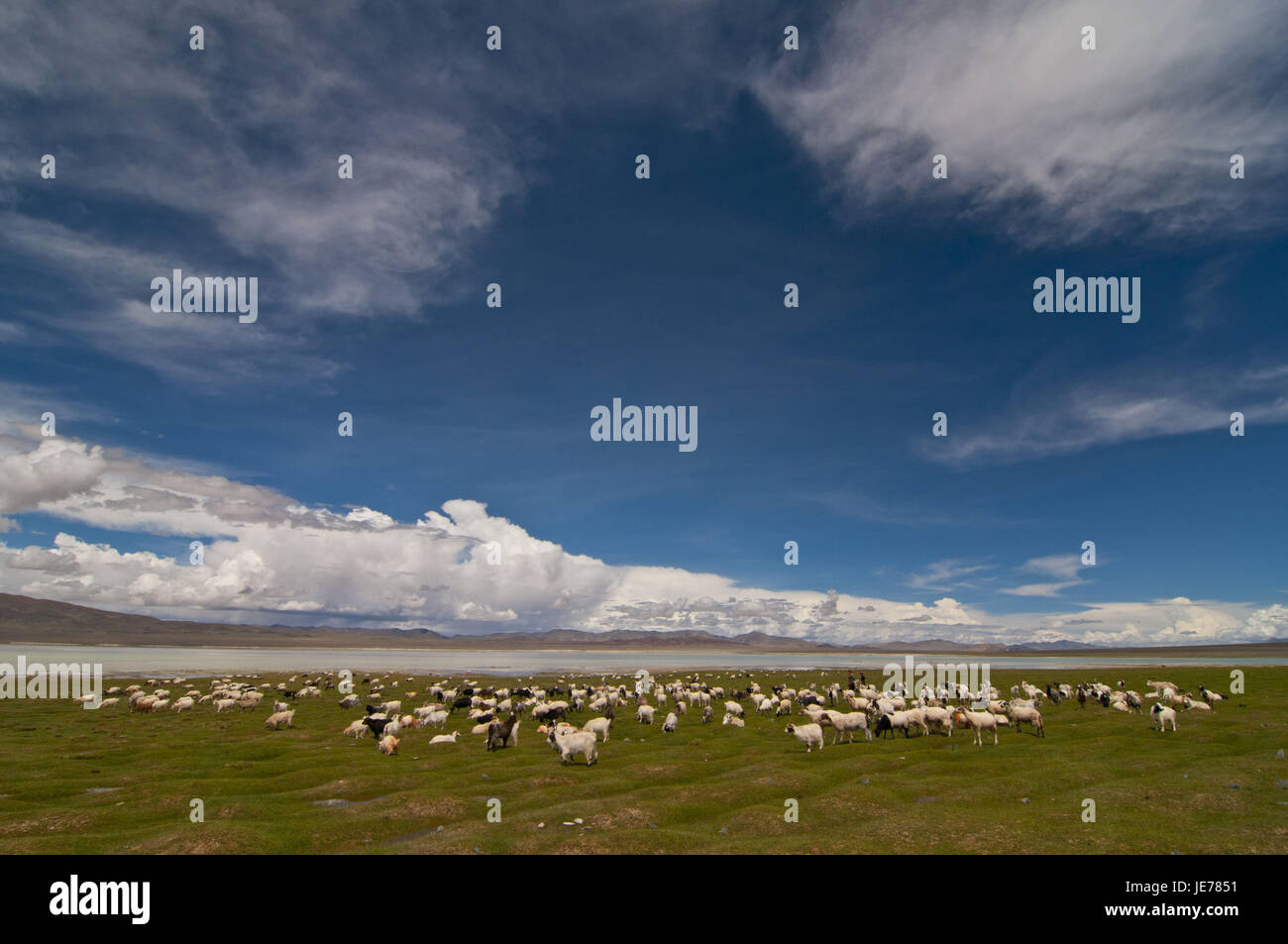 Big goat hi-res stock photography and images - Alamy