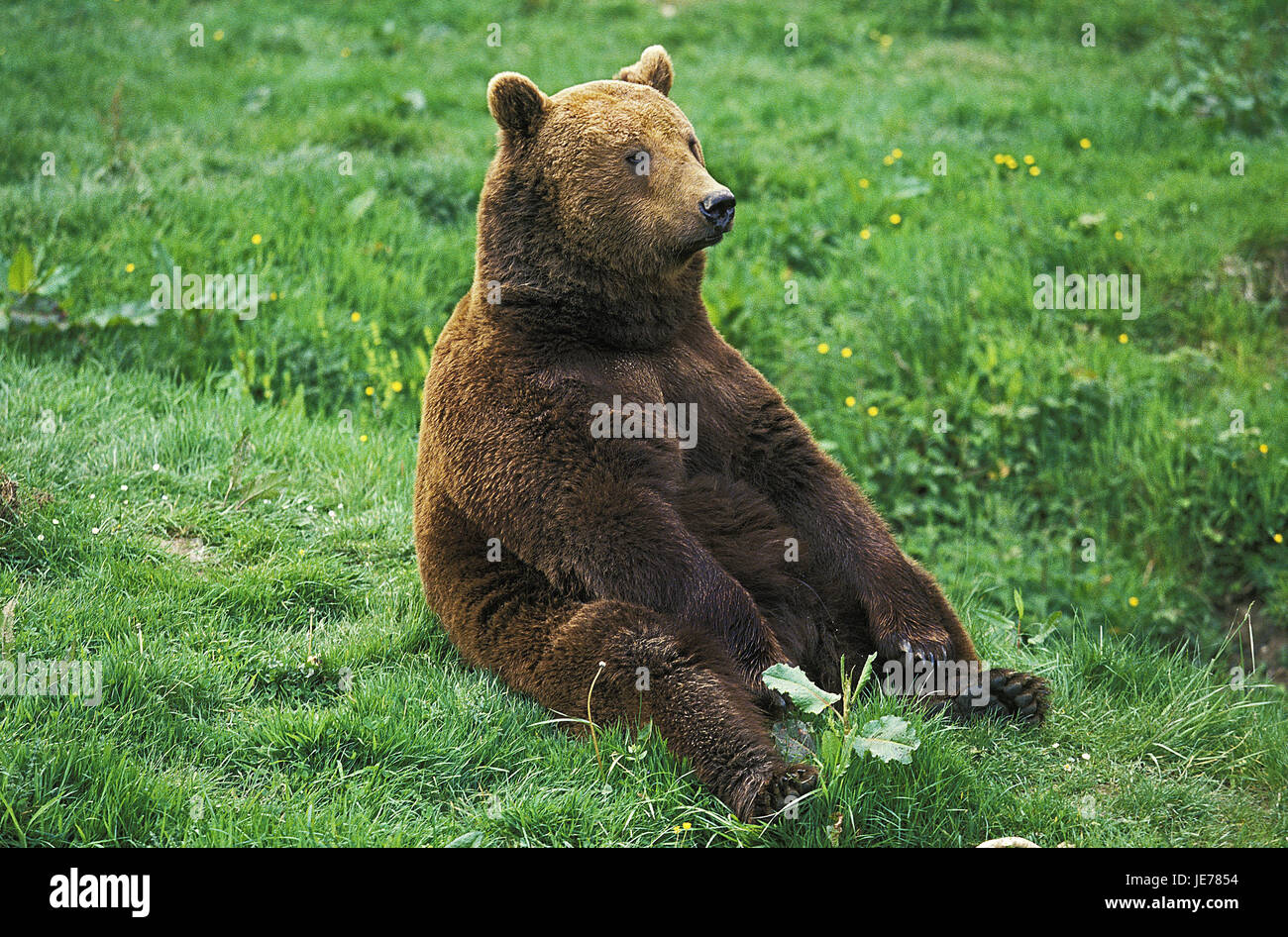 Brown bear, Ursus arctos, adult animal, sit, grass Stock Photo - Alamy