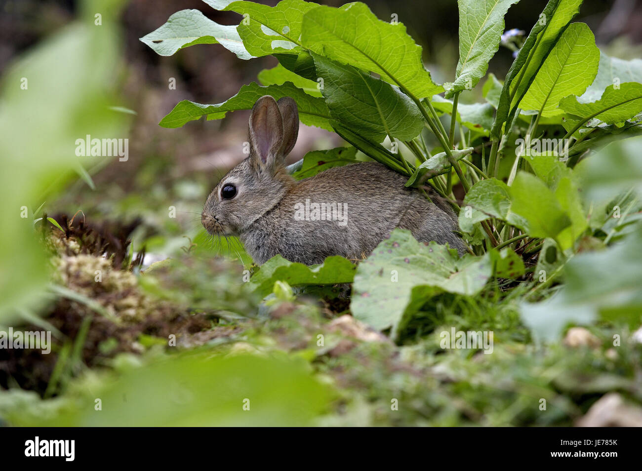Rabbit hind legs hi-res stock photography and images - Alamy
