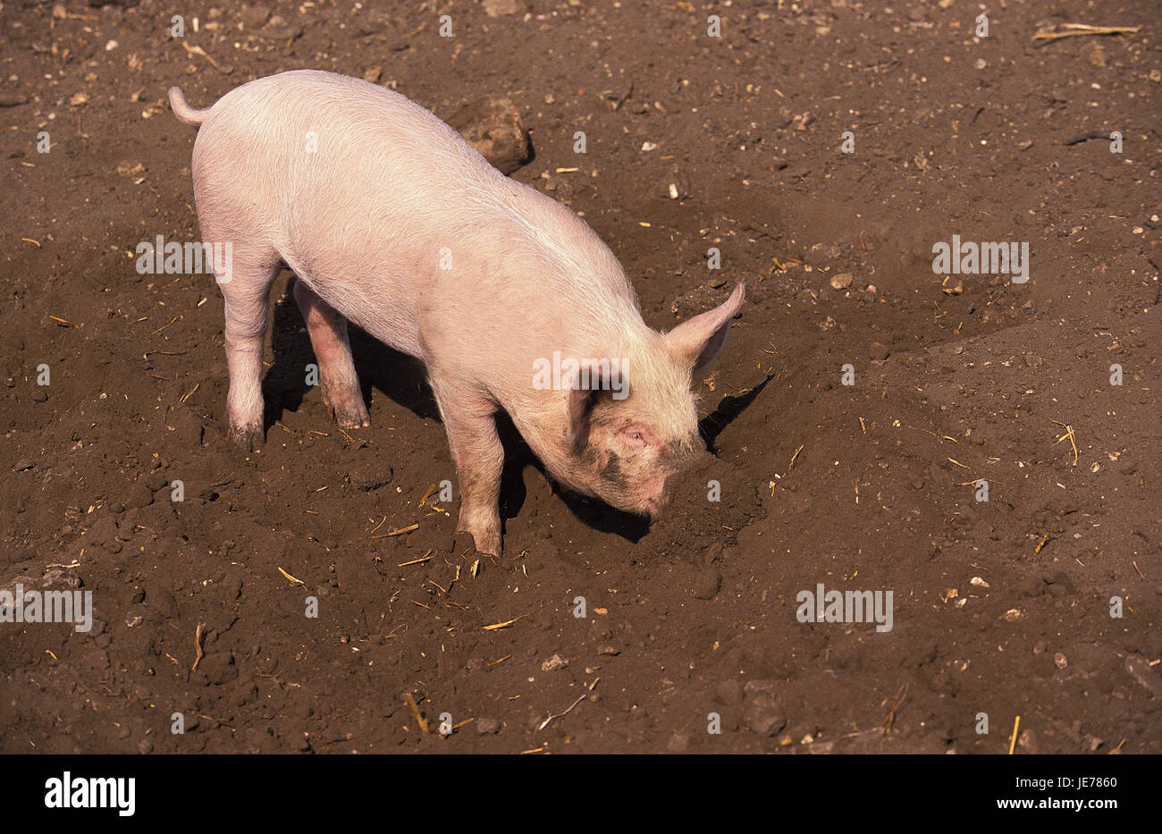 Pig food hi-res stock photography and images - Alamy