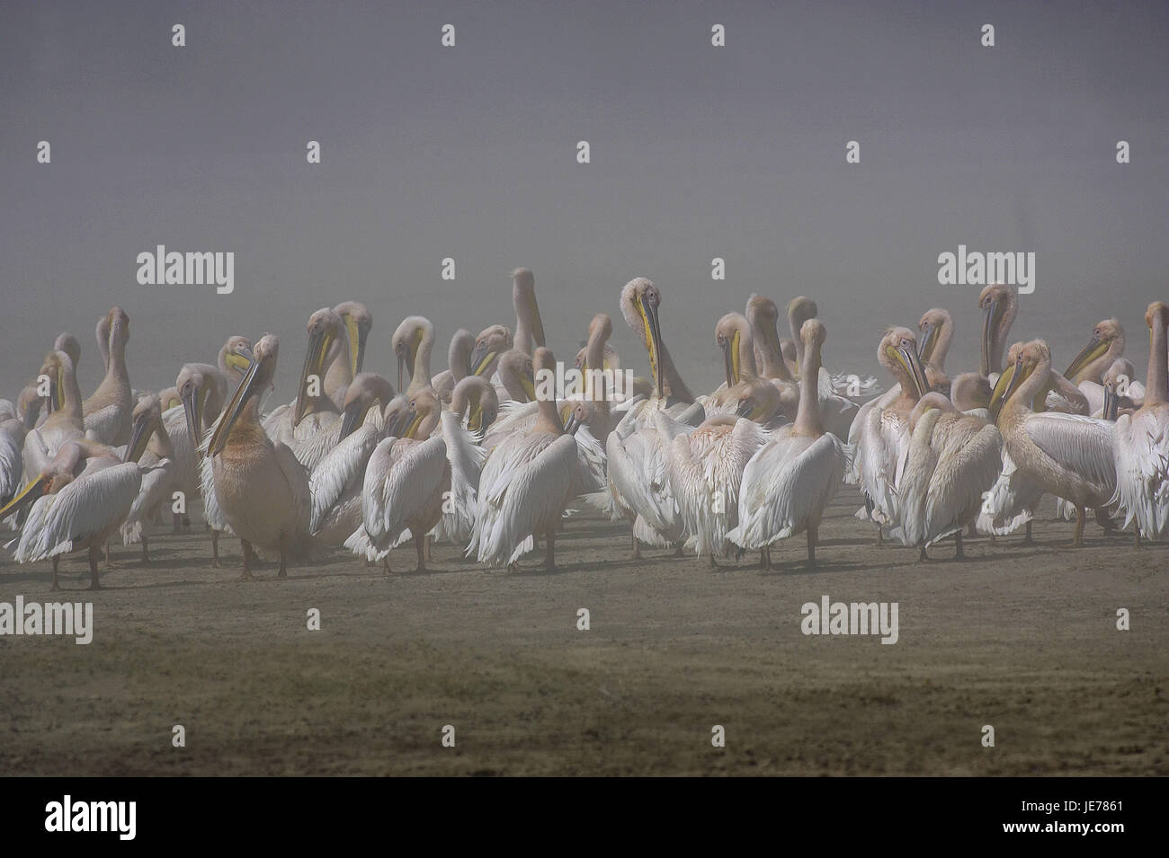 Pelecanus onocrotalus hi-res stock photography and images - Alamy