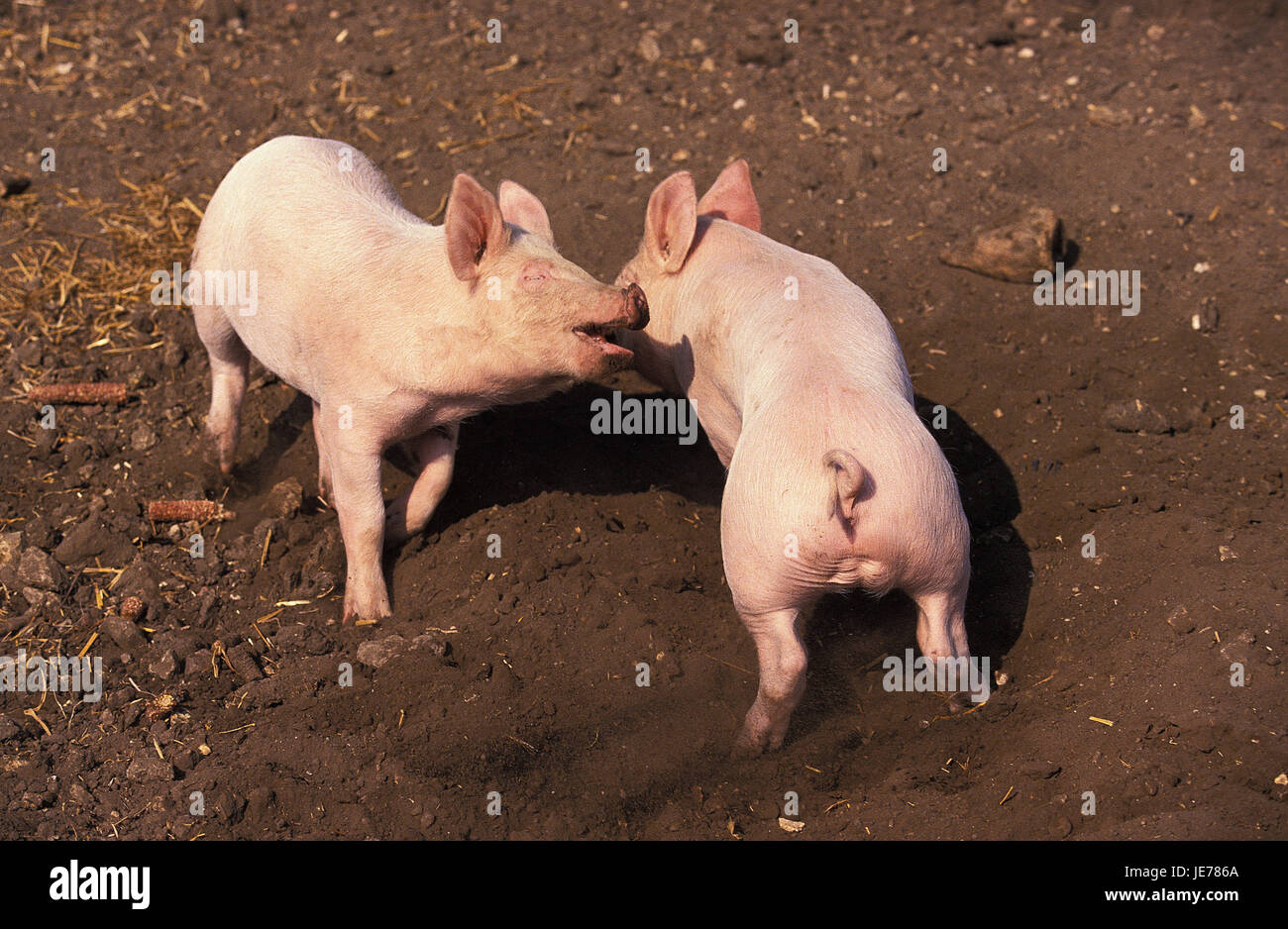 Two pigs farm hi-res stock photography and images - Alamy