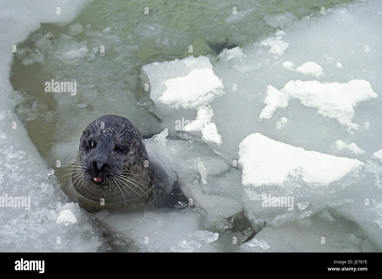 Canada adult seal hi-res stock photography and images - Alamy