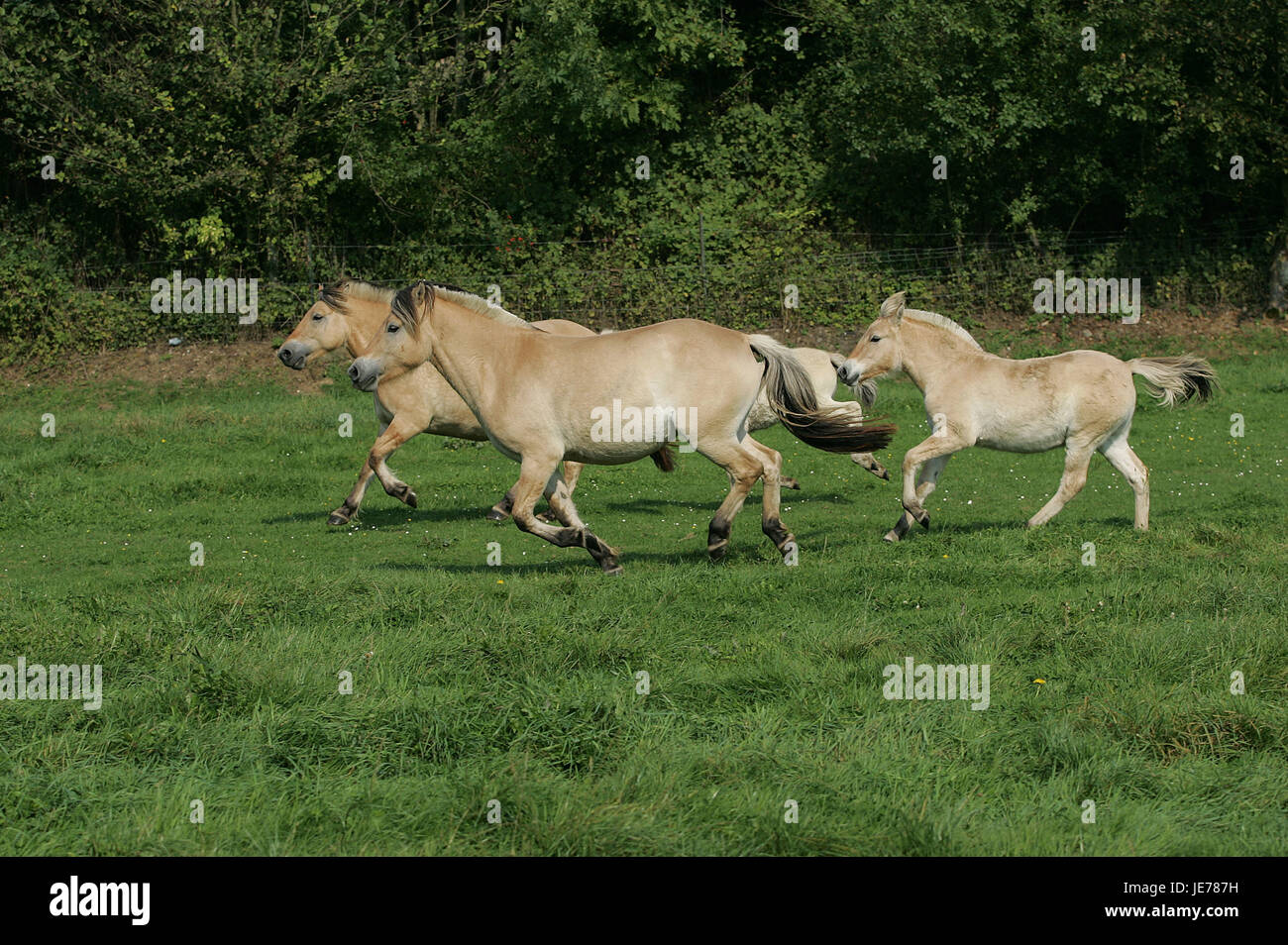 Norwegian fjord horse, mare, foal, gallop, pasture Stock Photo - Alamy