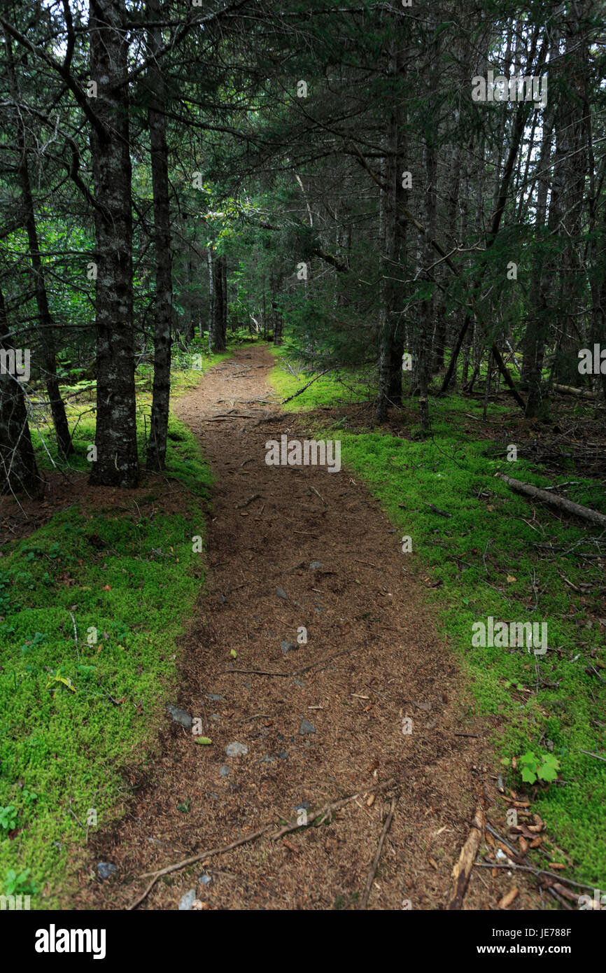 Dirt trail heads into wilderness of remote pine forests Stock Photo - Alamy