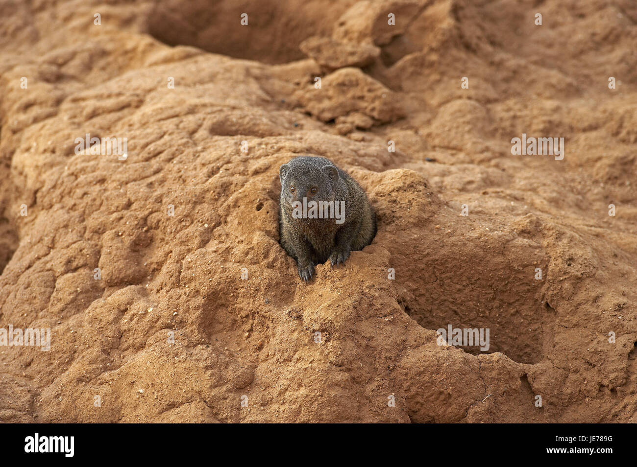 Mongoose stand hi-res stock photography and images - Alamy