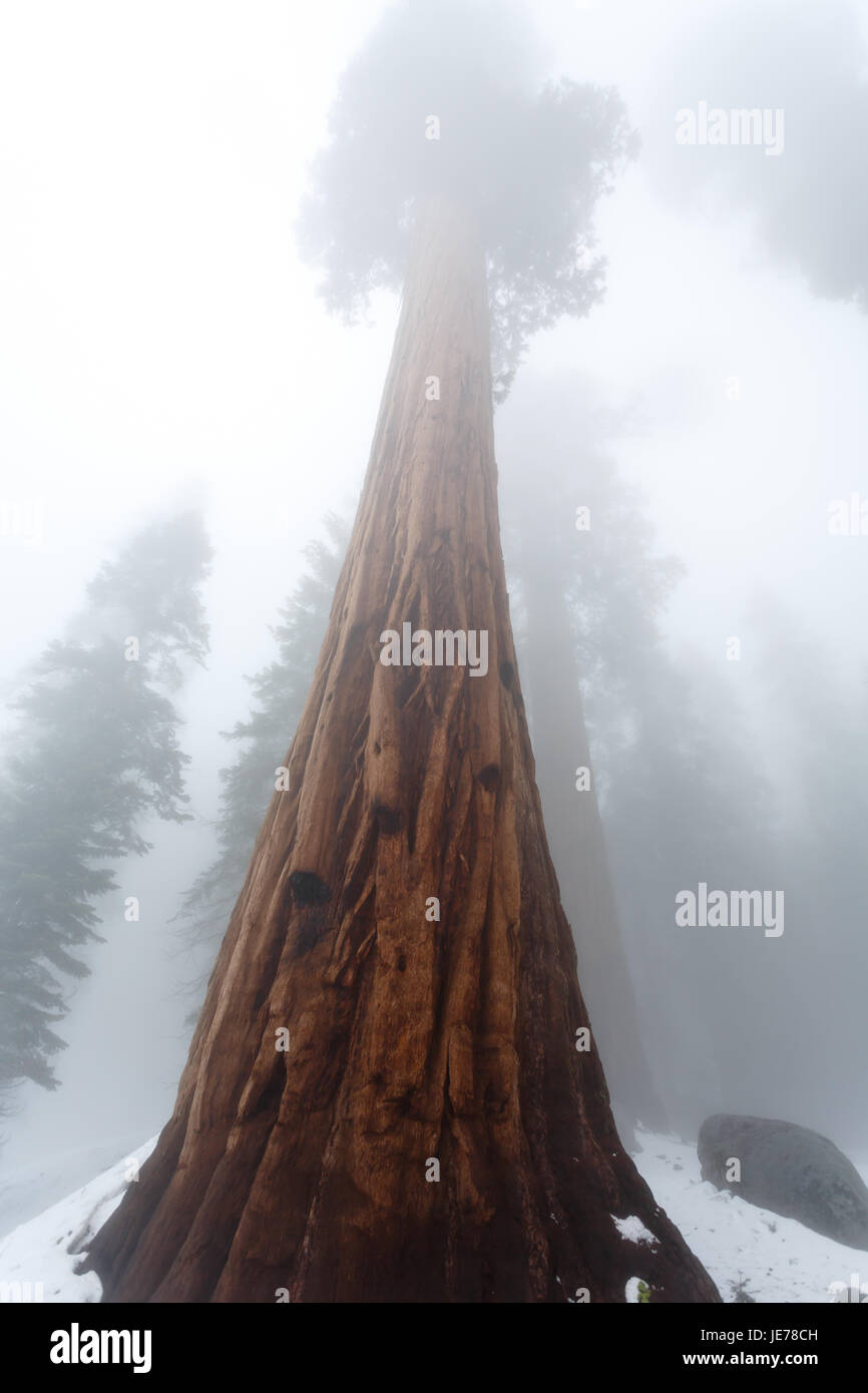 Giant sequoia winter hi-res stock photography and images - Alamy