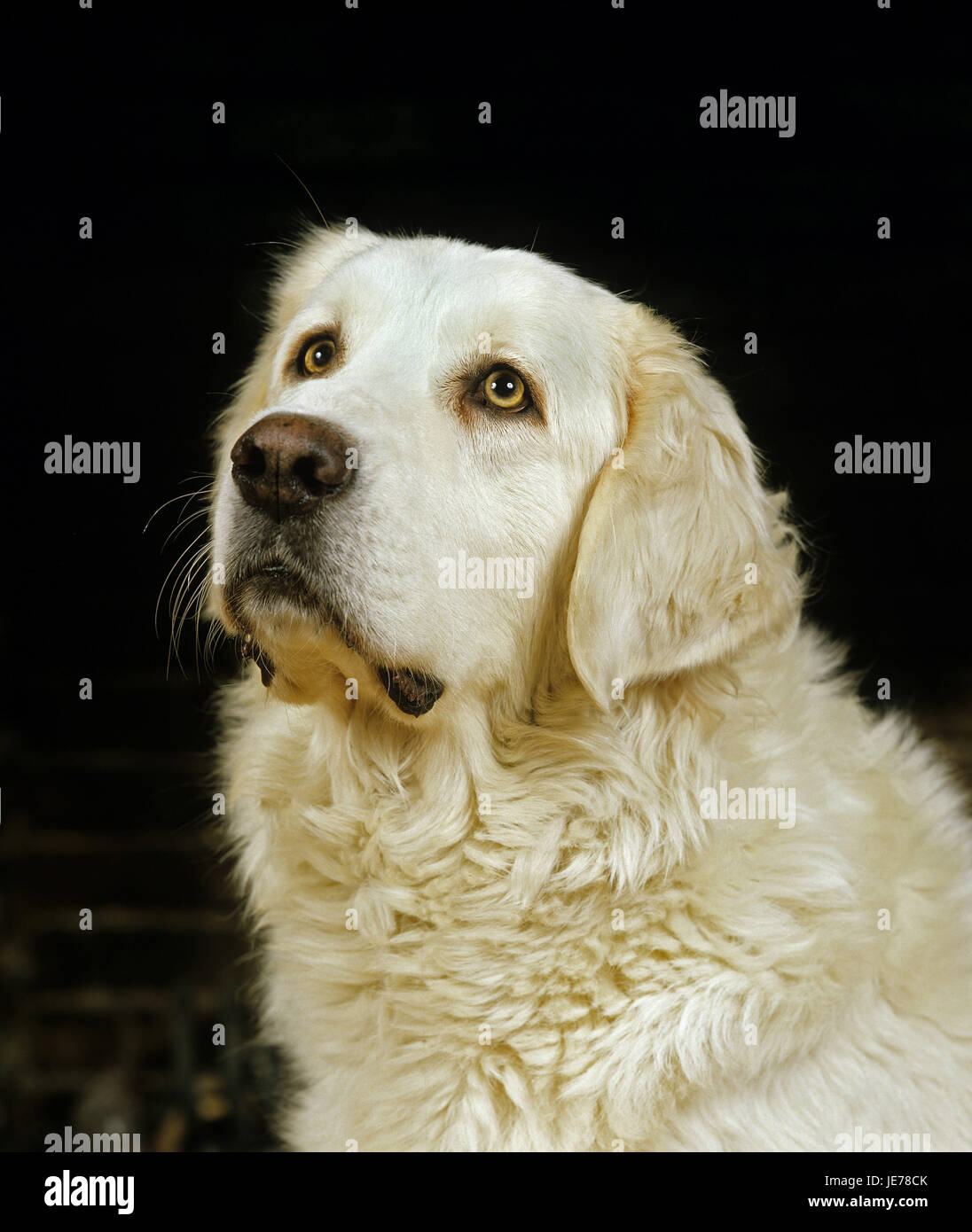 Of the Polish Tatra Mountains sheepdog, Tatra Mountains dog or Tatra ...