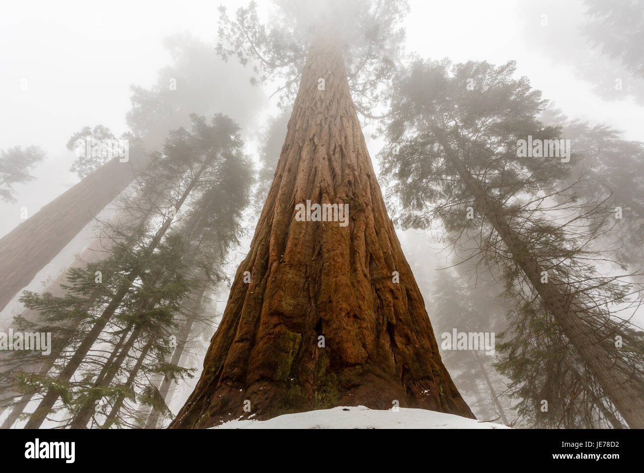Sequoia national park snow hi-res stock photography and images - Alamy
