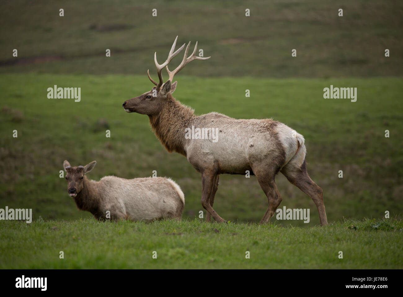 Male female elk hi-res stock photography and images - Alamy