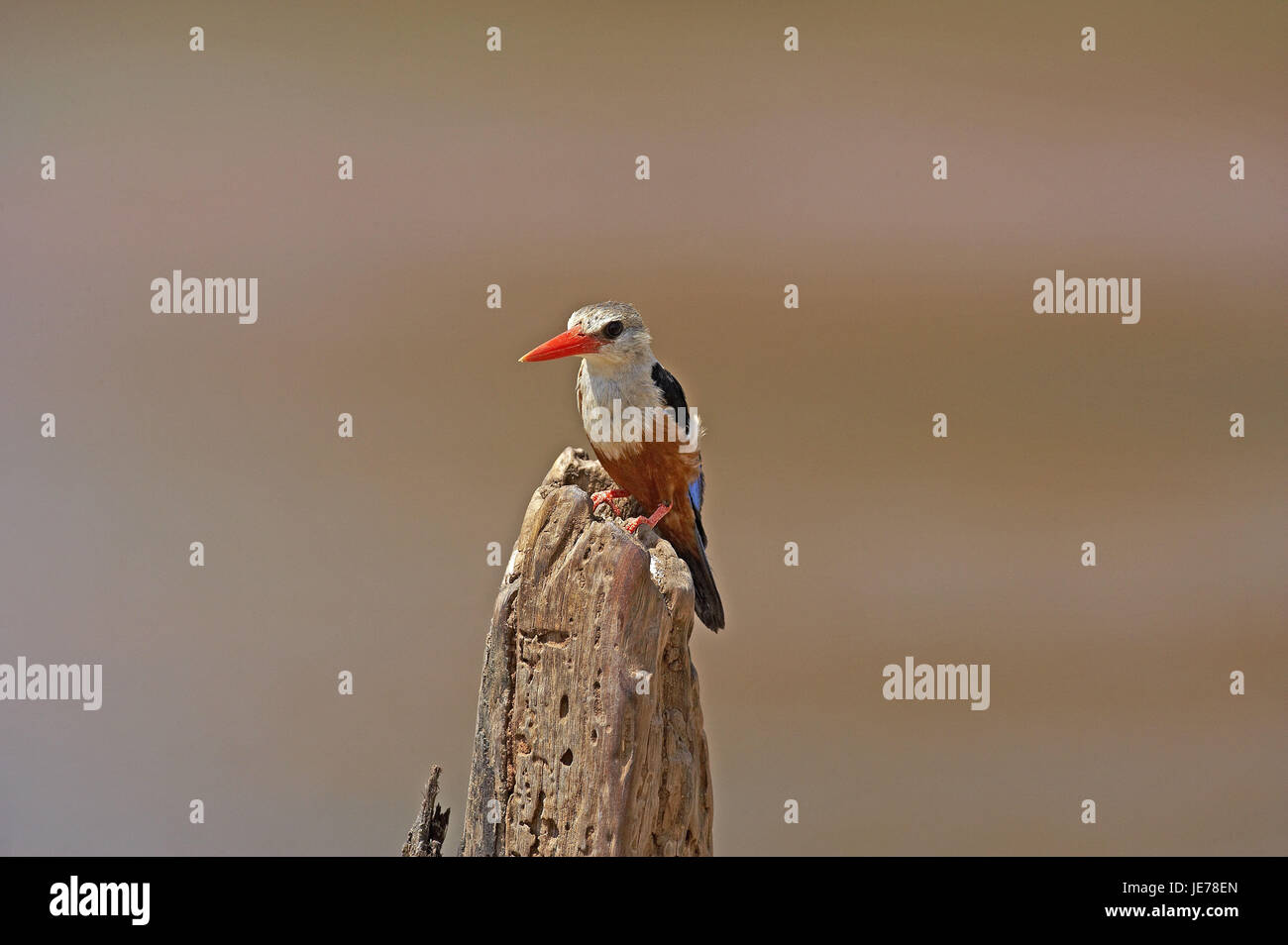 Halcyon hi-res stock photography and images - Alamy