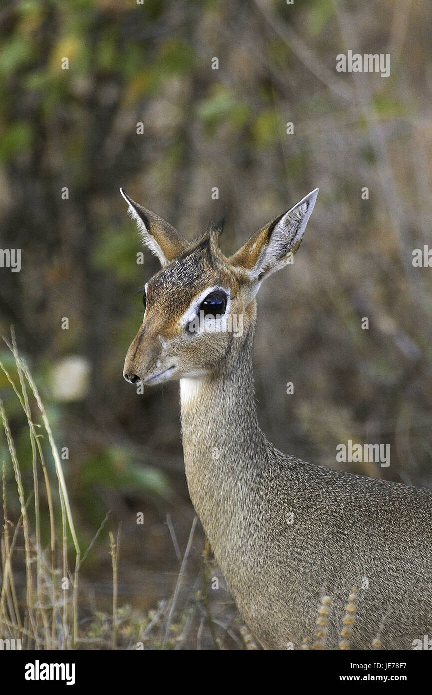 Dikdik or Kirk-Dikdik, Madoqua kirkii, adult animal, portrait, Masai ...