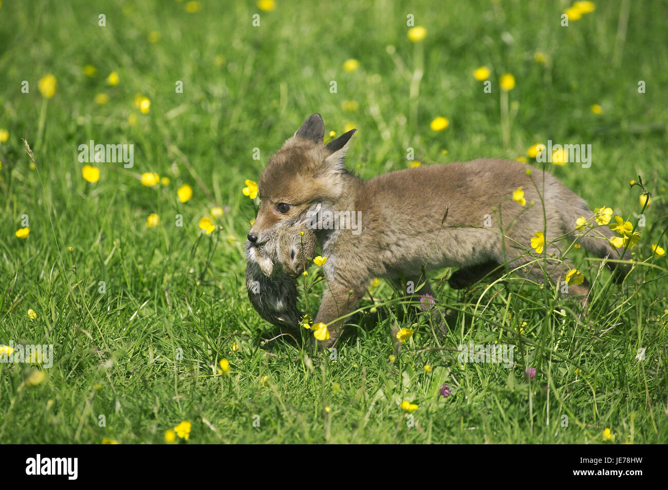 Rabbit and fox hi-res stock photography and images - Alamy