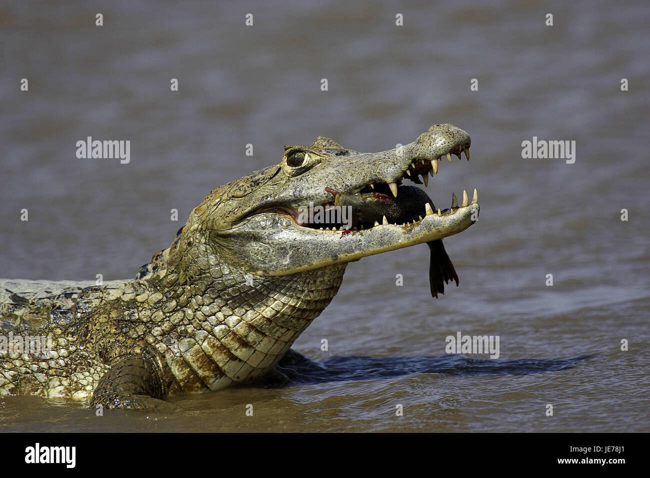 Cayman caiman hi-res stock photography and images - Alamy