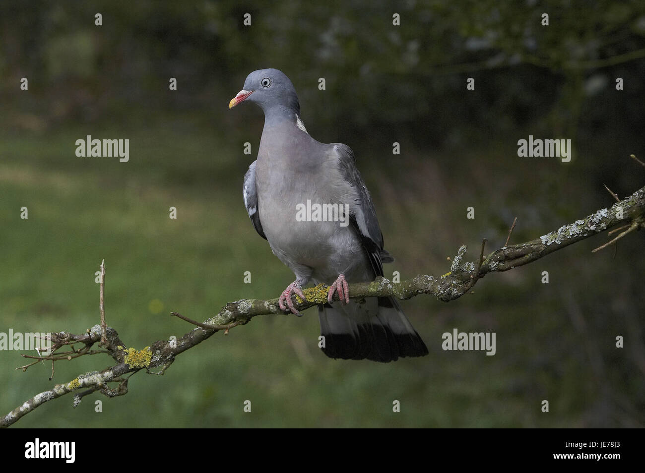 Ringlet pigeon, Columba palumbus, adult animal, stand, branch, Normandy ...