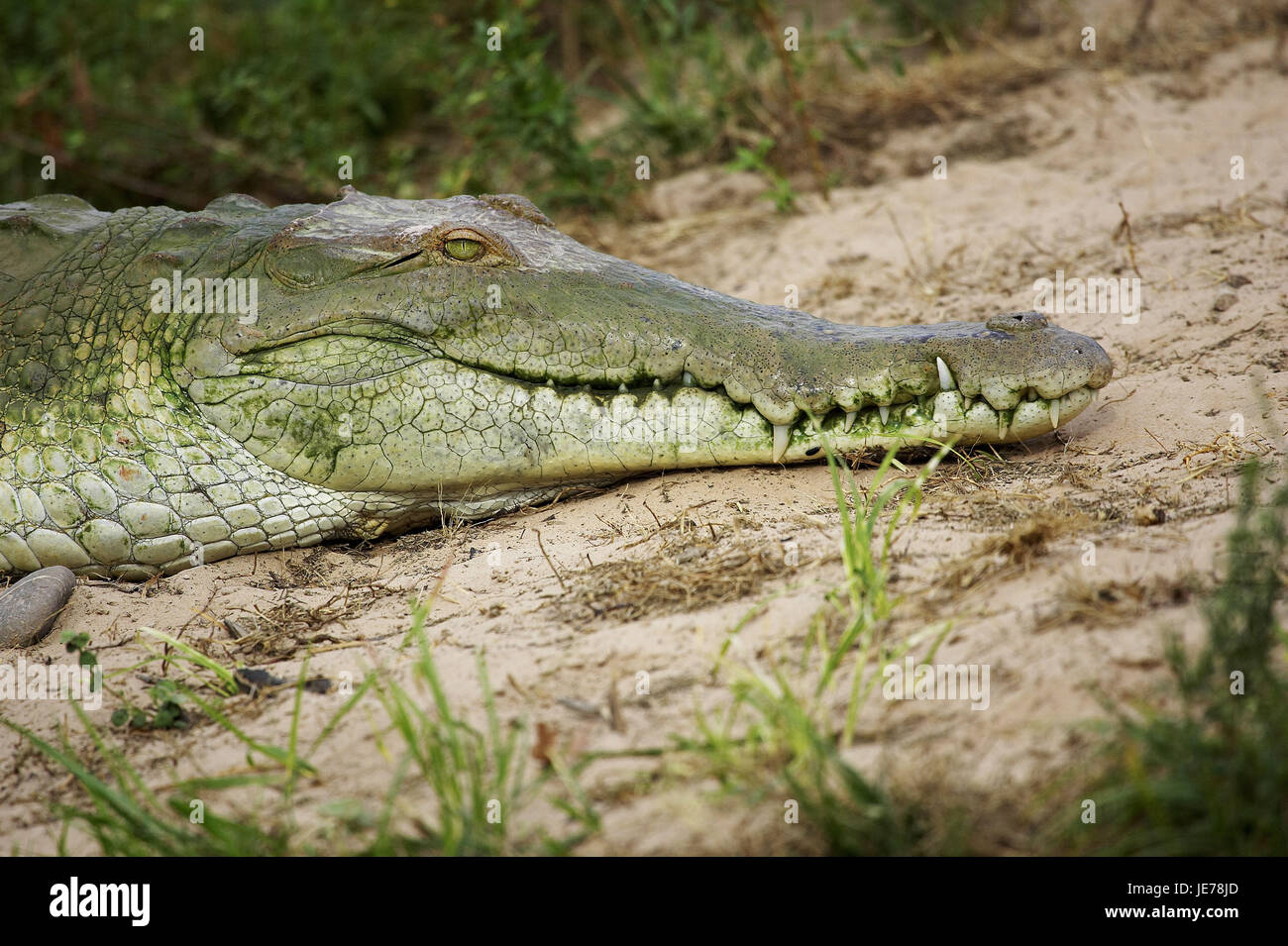 Intermedius hi-res stock photography and images - Alamy