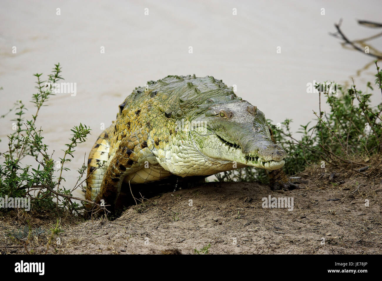 Orinoco crocodile hi-res stock photography and images - Alamy