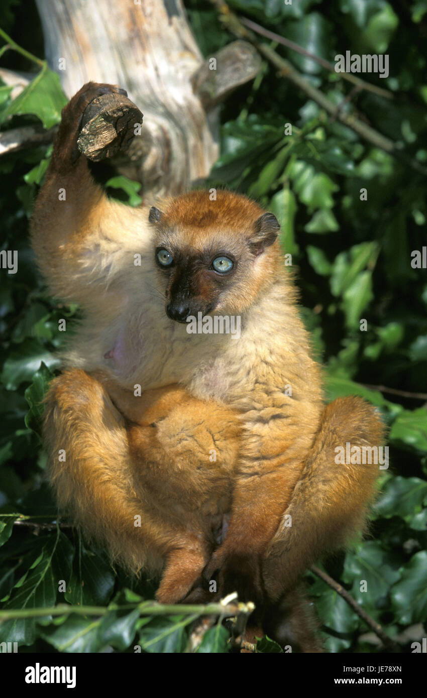 Macaco macaco hi-res stock photography and images - Alamy