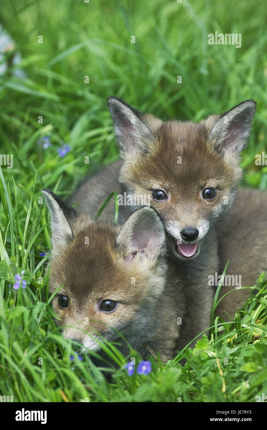 Red fox, Vulpes vulpes, young animal, stand, grass, Normandy Stock Photo - Alamy