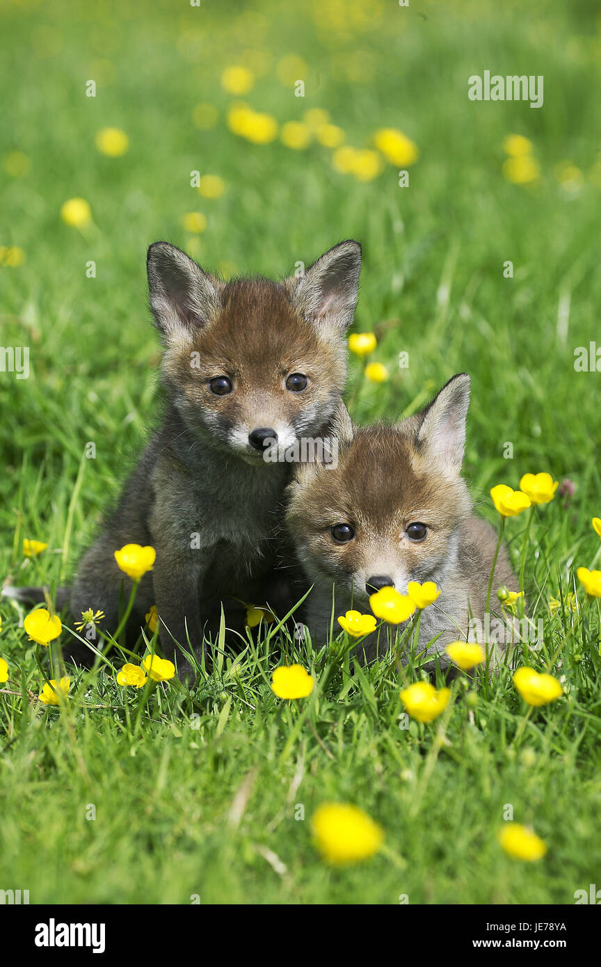 Red fox animal body hi-res stock photography and images - Alamy