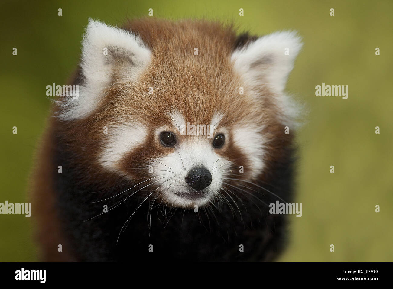 Small panda, Ailurus fulgens, also red panda, adult animals, portrait ...