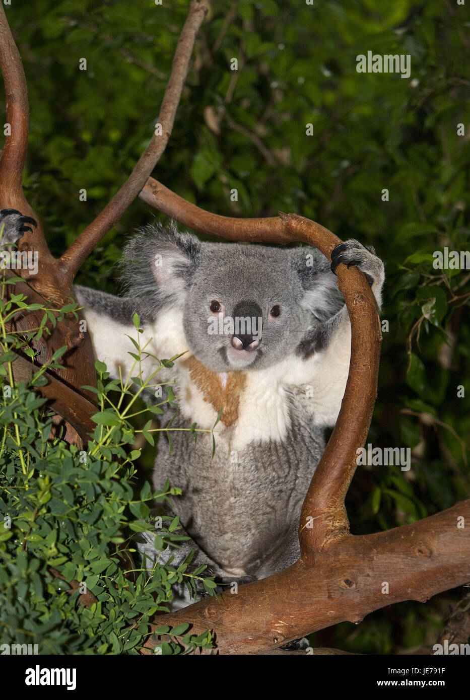Koala, Phascolarctos cinereus, also ash-grey koala, little man, stand ...