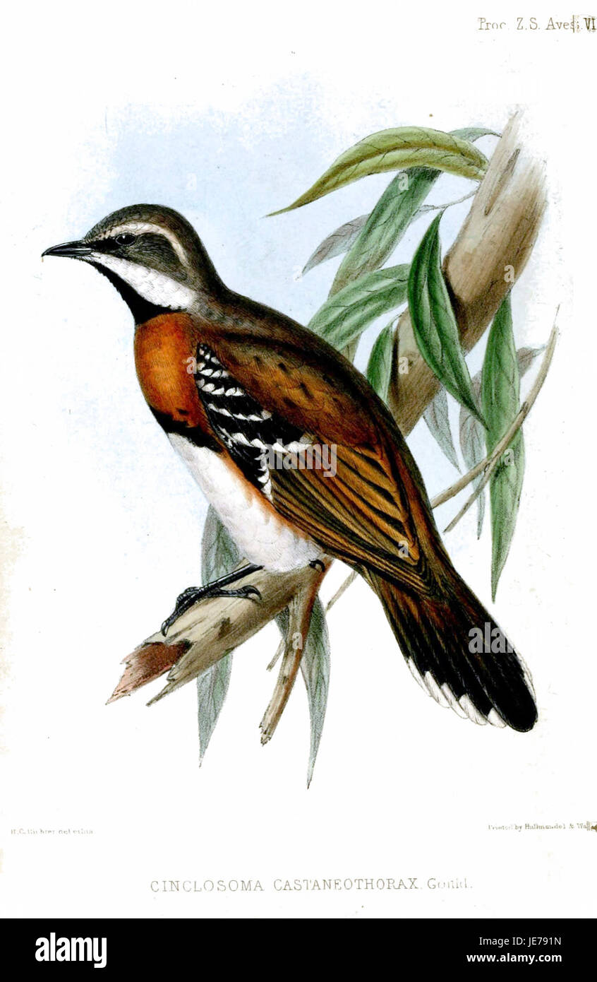 Cinclosoma castaneothorax, known as the chestnut-crowned babbler, is a ...