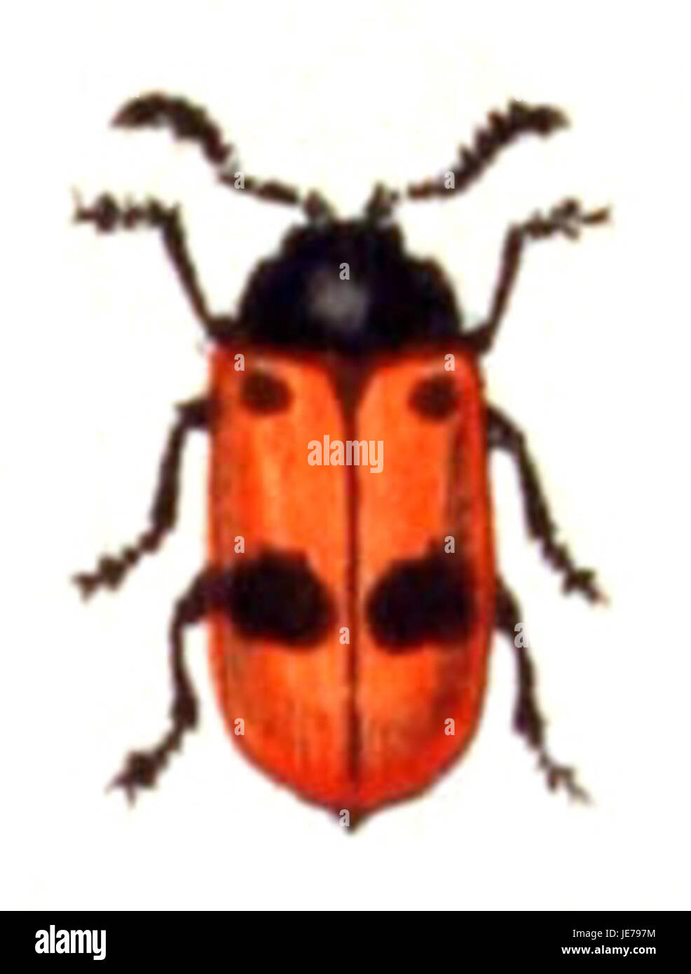 Species of wood boring beetle Cut Out Stock Images & Pictures - Alamy