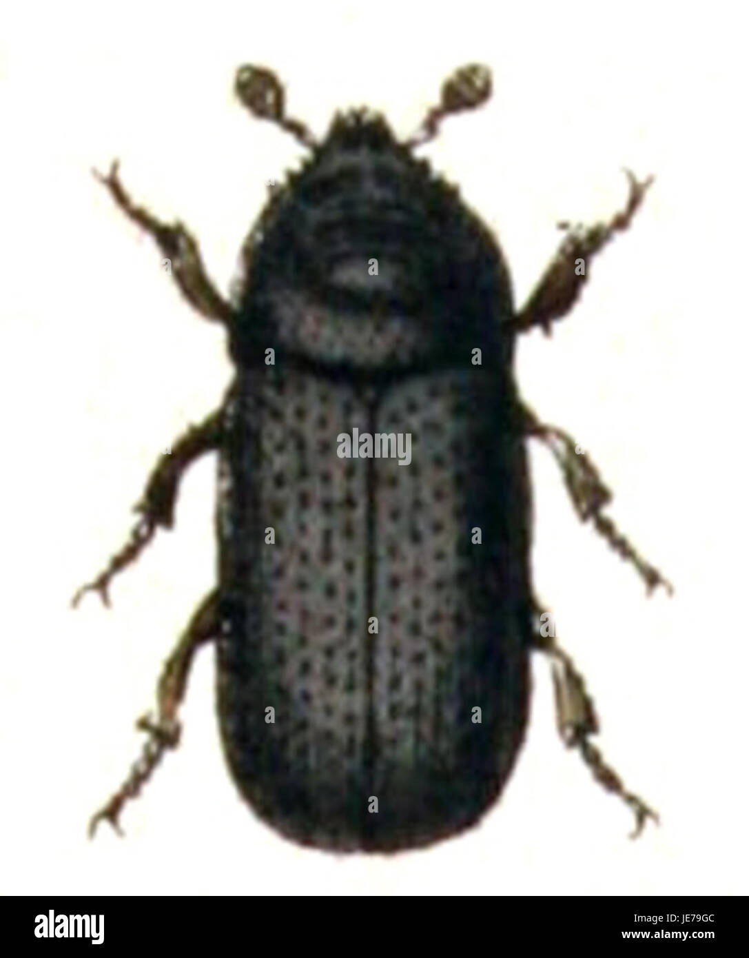 Cryphalus hi-res stock photography and images - Alamy