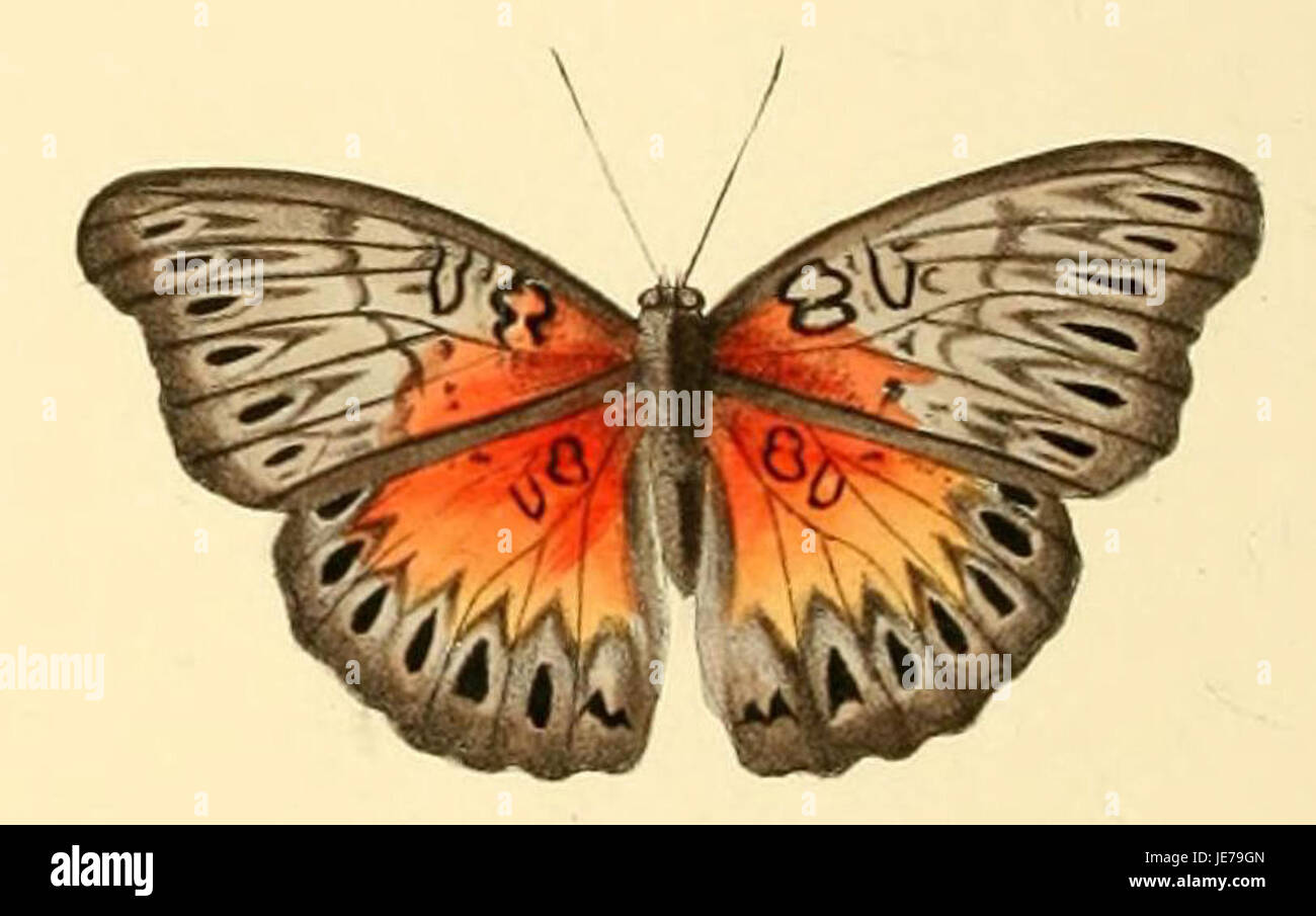 Cymothoe sangaris butterfly africa hi-res stock photography and images ...