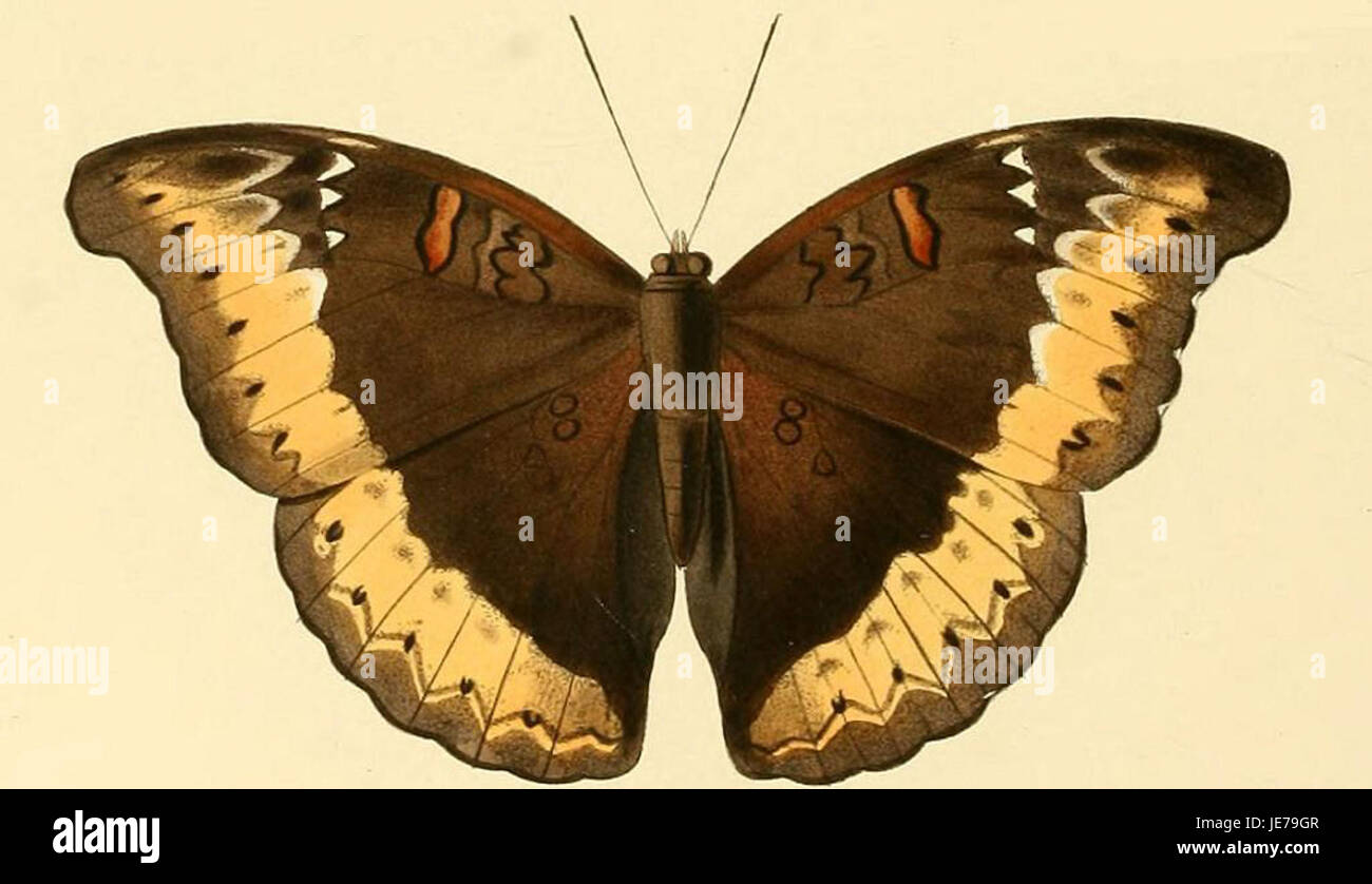 Cymothoe Stock Photos & Cymothoe Stock Images - Alamy